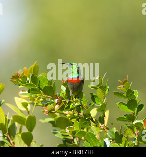 Southern Lesser Double-Collared Sunbirds (Cinnyris chalybea), South ...