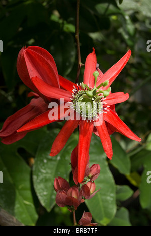 Passiflora racemosa Passiflora racemosa Stock Photo - Alamy
