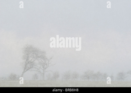 Trees in snow storm, Elmley Marshes NNR, Isle of Sheppey, Kent, England ...