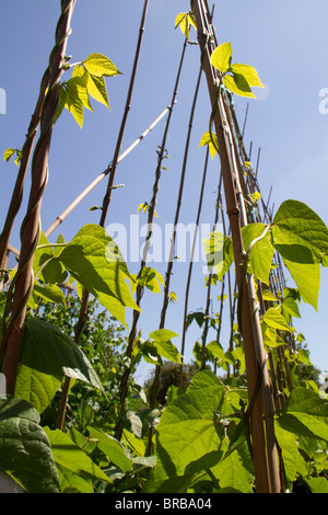 Runner beans growing up canes Stock Photo - Alamy