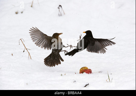 Two blackbirds fighting in the snow on a bird table in a garden Stock ...