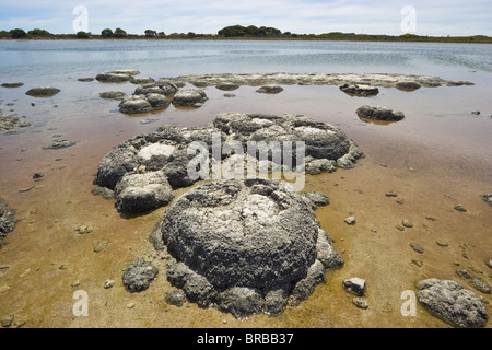 Stromatolites at Lake Thetis, Cervantes, Western Australia ...