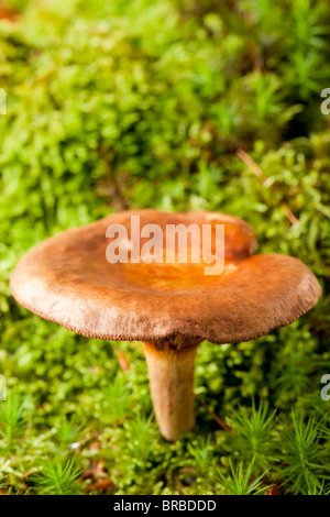 Brown roll-rim mushroom (Paxillus involutus Stock Photo - Alamy