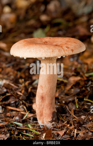 The oak milkcap mushroom or lactarius quietus growing nesr an oak tree ...