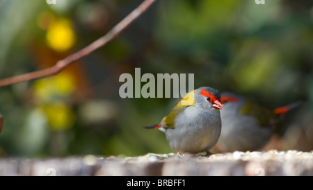 Red-browed Firetail (Neochmia temporalis), Fam. Estrildidae, Oxley Wild ...