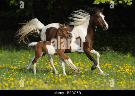 Lewitzer Pony Skewbald mare foal trotting pasture Germany Stock Photo ...