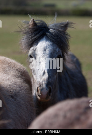 Welsh Mountain Ponies, Welsh Pony Section A, Welsh Ponies Section A ...