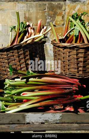 Fresh rhubarb on a stall in a farmers shop Stock Photo - Alamy