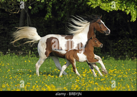 Lewitzer Pony Skewbald mare foal trotting pasture Germany Stock Photo ...