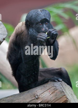 Red-backed Bearded Saki (Chiropotes chiropotes) laying on the tree ...
