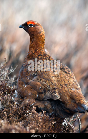 RED GROUSE Lagopus lagopus scoticus Stock Photo - Alamy