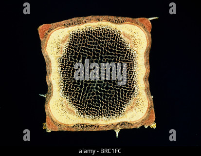 Plant stem, light micrograph Stock Photo - Alamy