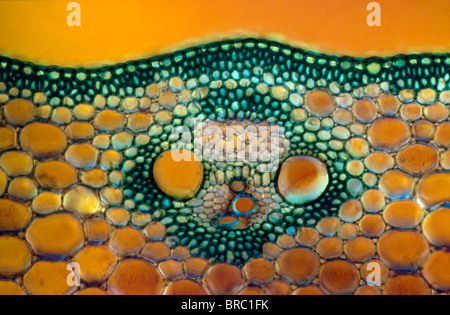 Maize stem. Light micrograph of a section through the stem of a maize ...