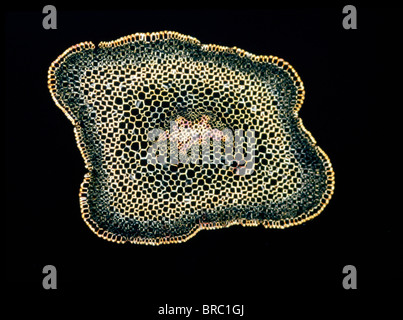 Fern stem, light micrograph. Transverse section through a rachis (stem ...