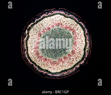 Stem of Sycamore of Acer pseudoplatanus tree with three fresh green ...