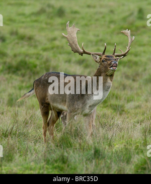 Fallow Deer Buck Bellowing Stock Photo - Alamy