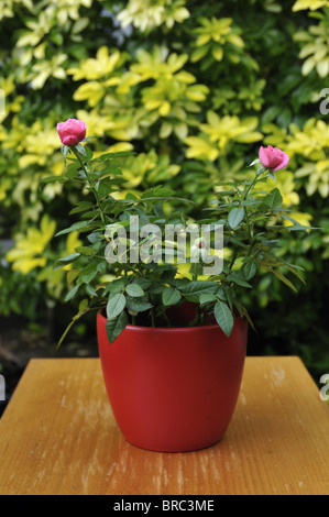 Miniature rose plant in pot Stock Photo - Alamy