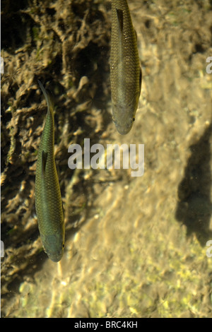 Two fish are swimming in a stream Stock Photo - Alamy