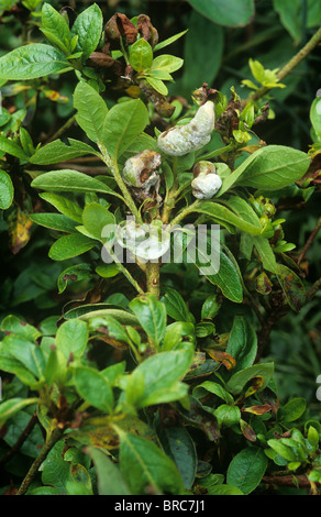 Azalea gall (Exobasidium vaccini) leaf galls on azalea (Rhododendron ...
