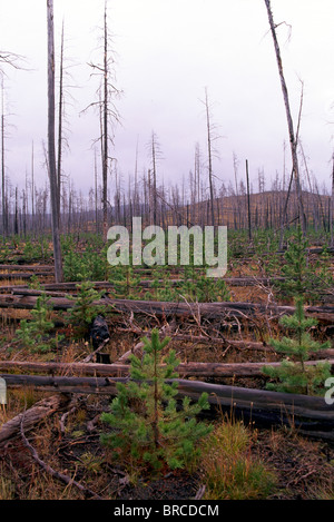 Reforestation, Regeneration and Regrowth after Forest Fire, Northern BC ...