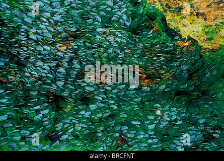 Mountrath, Co Laois, Ireland; Money Tree Stock Photo - Alamy