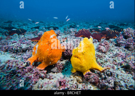 Sanguine frogfish, Antennatus sanguineus, Cocos Island, Costa Rica ...