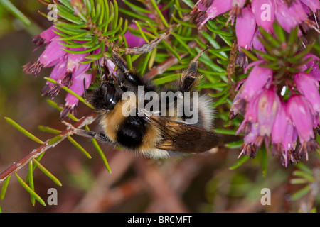 Heath Bumblebee, Bombus jonellus, nectaring on Ling, Calluna vulgaris ...