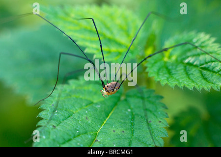 macro photo of a spider (Pholcus phalangioides), closeup of Pholcus ...