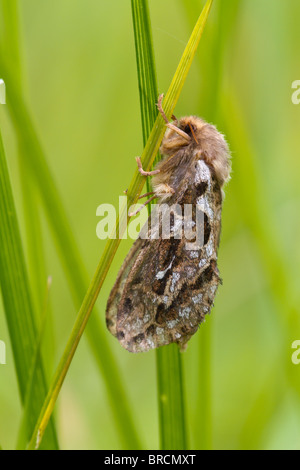 Map-winged Swift (Hepialus fusconebulosa) moth on a white background in ...