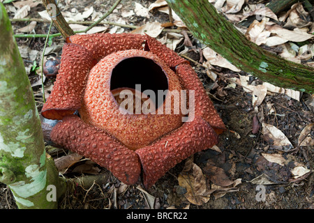 Rafflesia (Rafflesia keithii) flower, Sabah, Borneo Stock Photo - Alamy