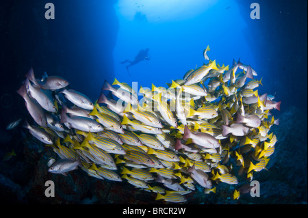 Blue striped snapper, Lutjanus Viridis, Cocos Island, Costa Rica, East ...