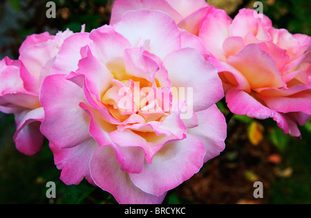 brightly colored roses in bloom Stock Photo - Alamy