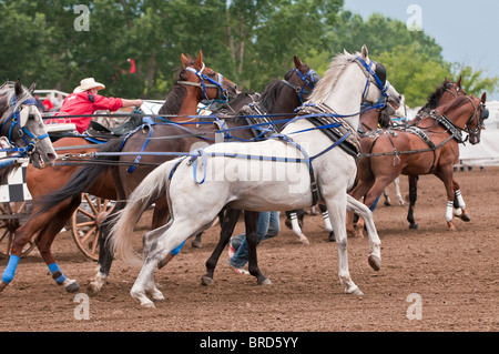 Chuckwagon racing, Strathmore Heritage Days, Rodeo, Strathmore, Alberta ...
