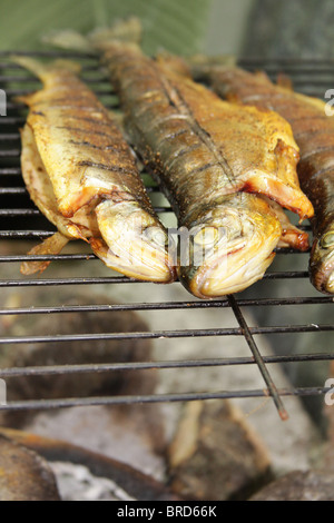 Fish being cooked on an improvised stove Stock Photo - Alamy