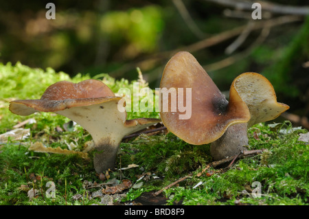 Bay Polypore Fungus, Polyporus durus, Polyporaceae. Syn. Polyporus ...