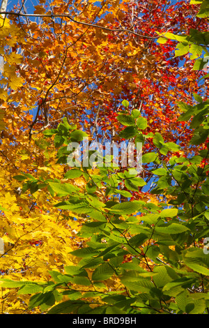 Beautiful autumn leaves , colorful foliage , isolated on white ...