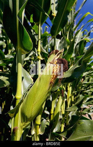 Corn on the stalk in the field on rain season Stock Photo - Alamy
