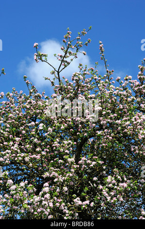 Apple tree in full bloom springtime natural background for relaxation ...