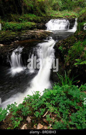 waterfall scene scenic along the Clare river which flows through the ...