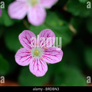 Erodium reichardii Cultivar Roseum heronsbill geranium alpine pink ...