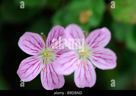 Erodium reichardii Cultivar Roseum heronsbill geranium alpine pink ...