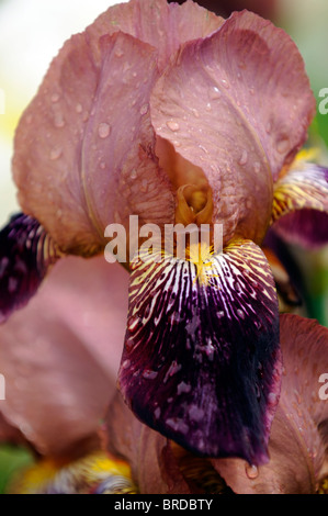 iris vert galant Bearded Iris germanica German Iris Rhizomatous colour ...