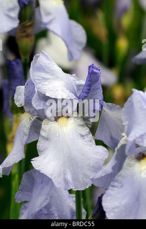 A closeup of a delicate German bearded iris in a garden Stock Photo - Alamy