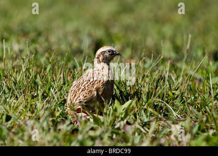 Bobwhite Quail in Harrison County, Indiana Stock Photo - Alamy
