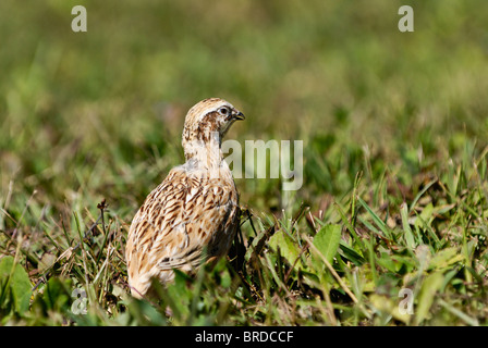 Bobwhite Quail in Harrison County, Indiana Stock Photo - Alamy