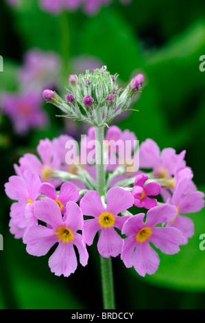 primula peninsula hybrid tall Japanese Primrose Cowslip pink purple ...