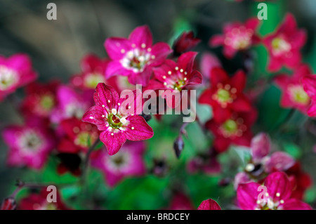 saxifraga x arendsii highlander red flowers bloom blossom small tiny ...