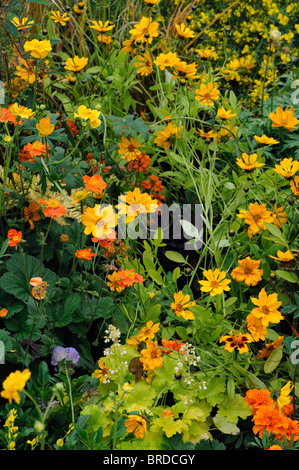 Coreopsis and Heliopsis Stock Photo - Alamy