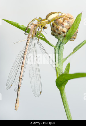 Spider with the victim of a dragonfly Stock Photo - Alamy