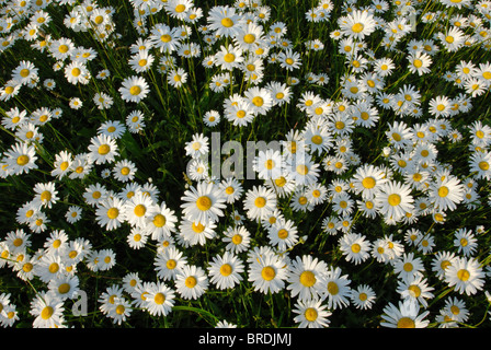 Flower Meadow with blossoming summer flowers Stock Photo - Alamy